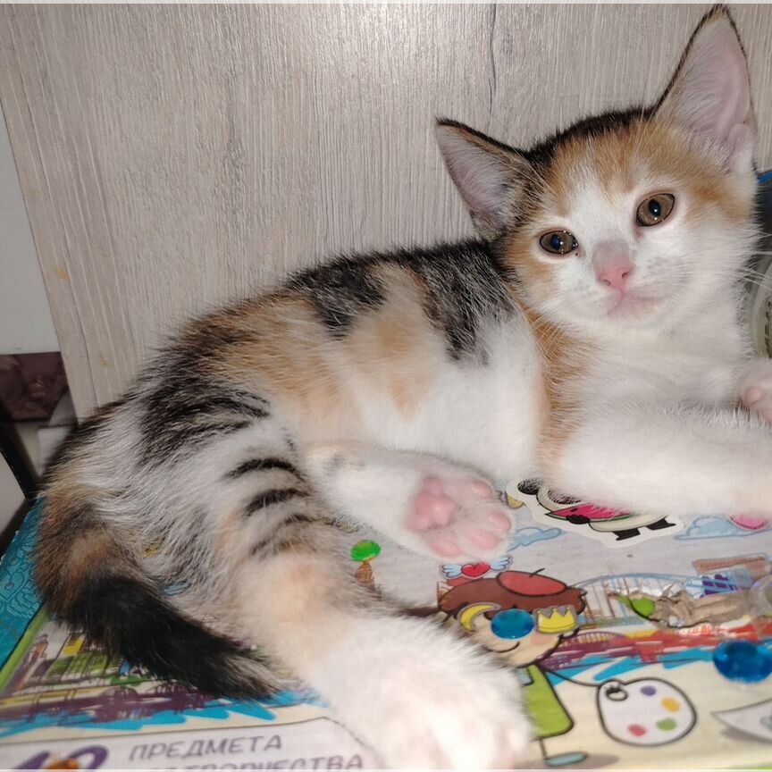 Котёнок в добрые руки