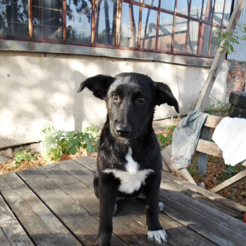 Умная девочка дворянка с королевской отметиной