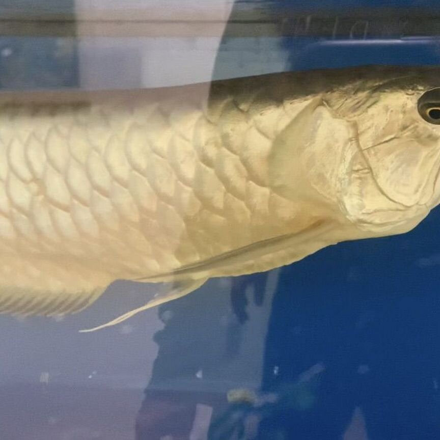 Аравана серебристая