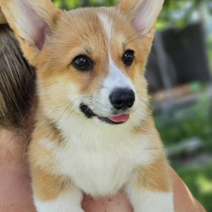 Щеночки вельш корги пемброк