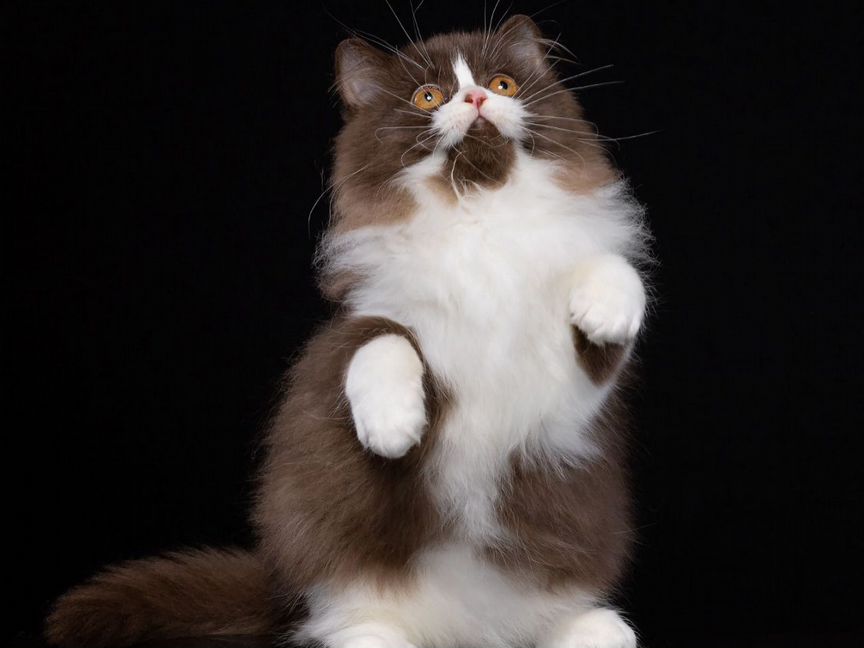 Молодая британская девочка