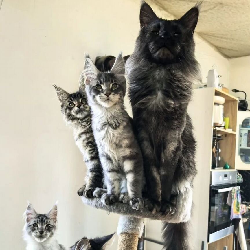 Мейн-кун, взрослый кот