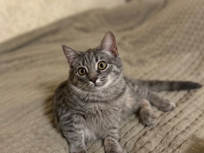 Котенок, кошечка, 3-4 месяца