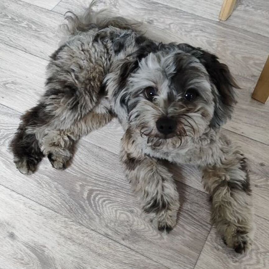 Мальтипу, вязка