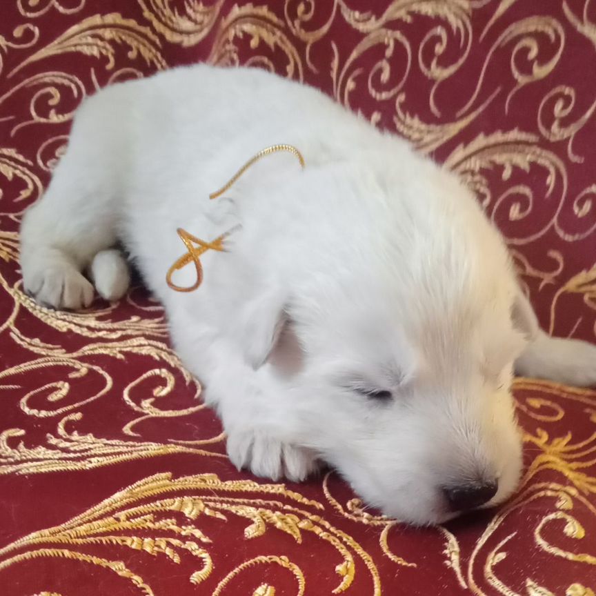 Белая швейцарская овчарка, щенок