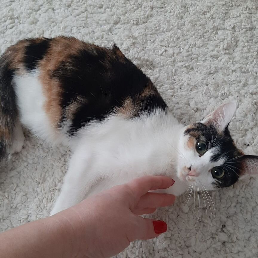 Котенок 2 3 месяца