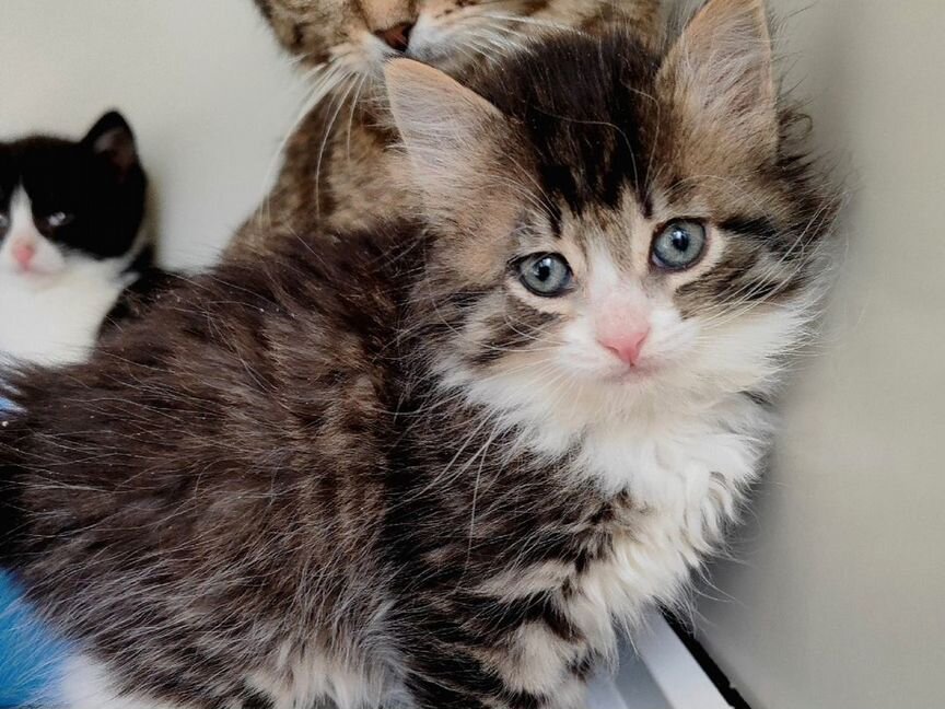 Котенок мальчик ищет дом