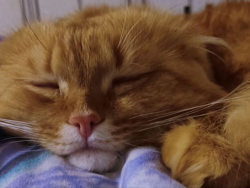 Кот