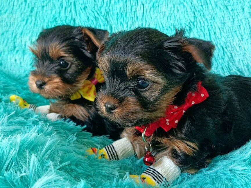 Йоркширский терьер щенки
