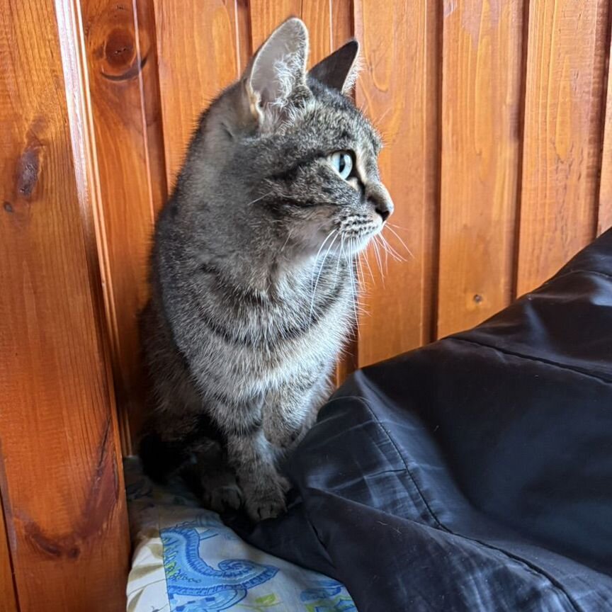 Взрослая кошка в добрые руки