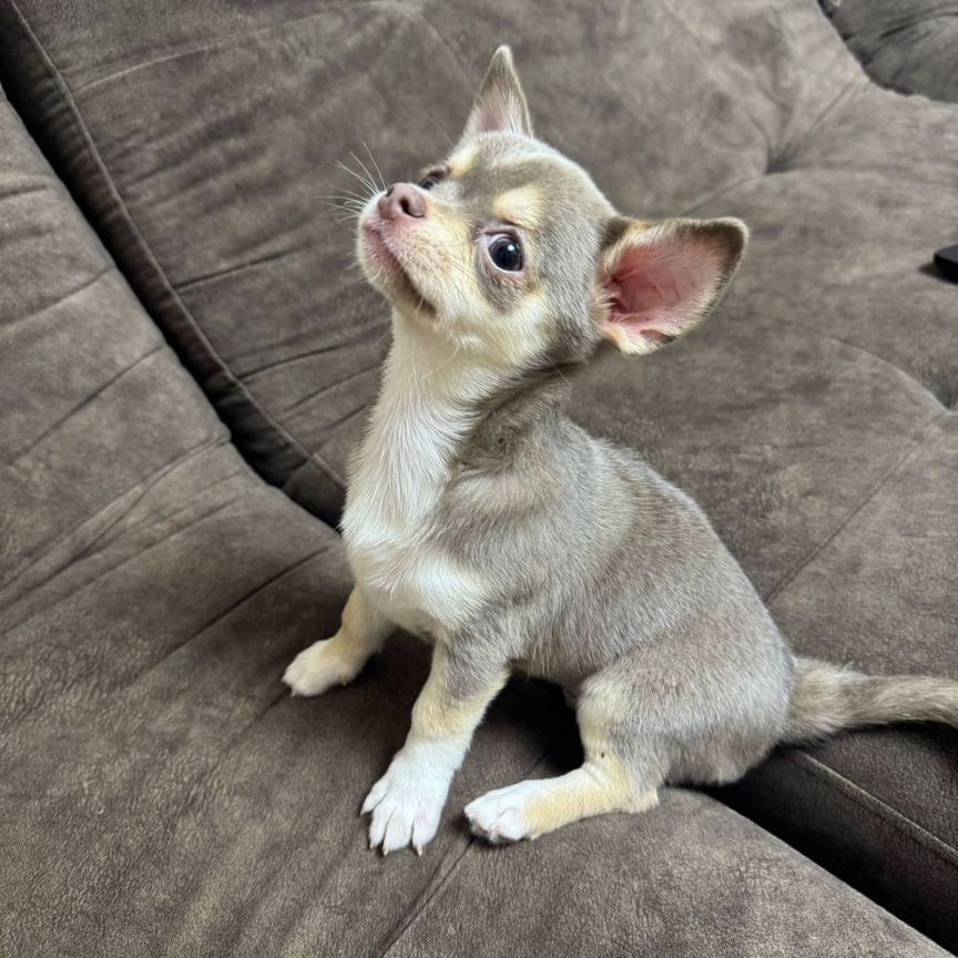 Чихуахуа мини