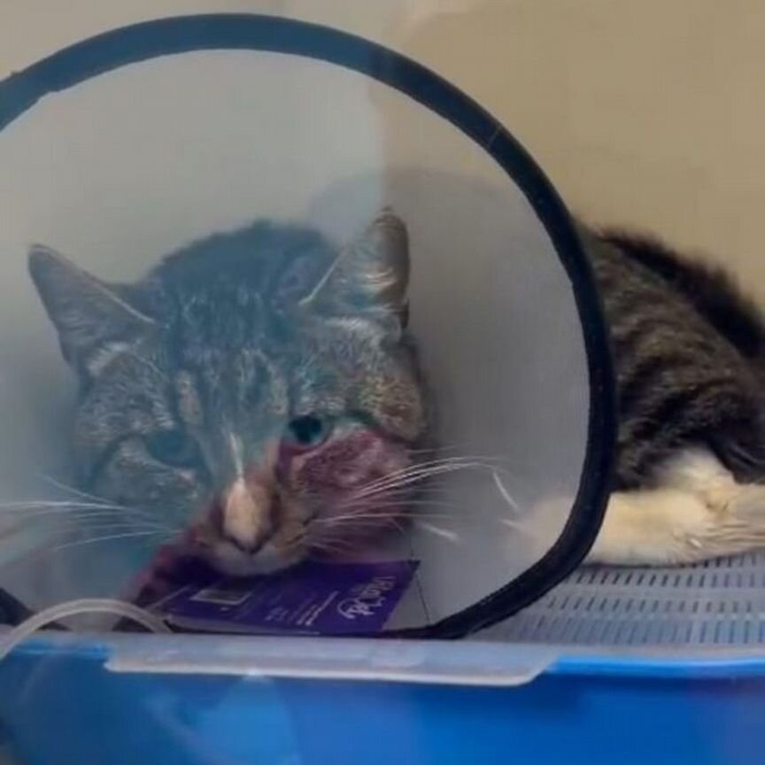 Котики бесплатно в добрые руки санкт-петербург