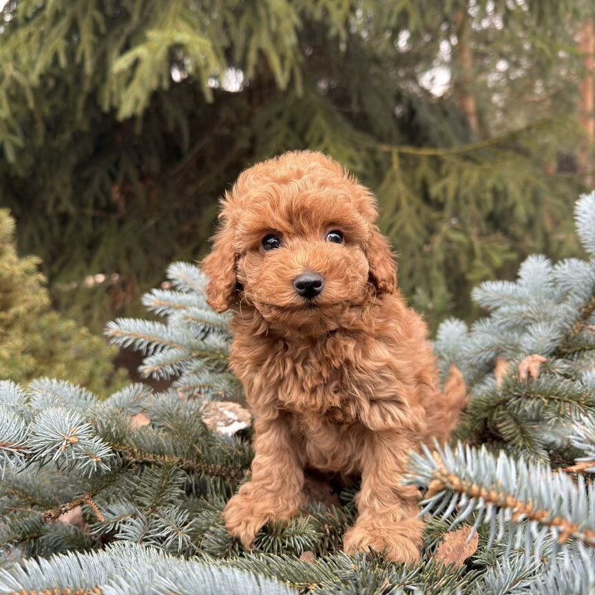 Той-пудель ред braun мини девочка РКФ
