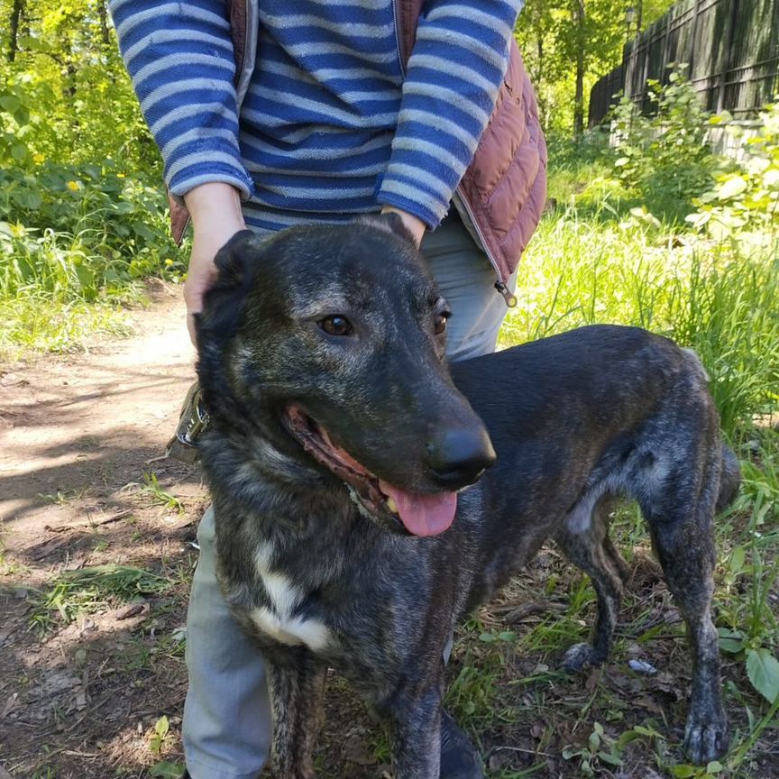 Пес Грей в добрые руки