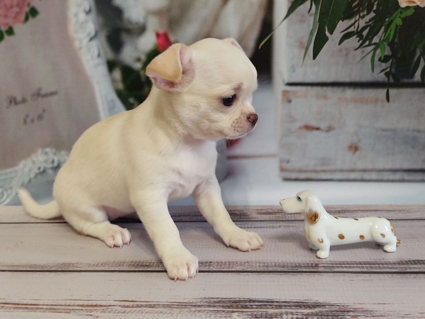 Чихуахуа девочки РКФ