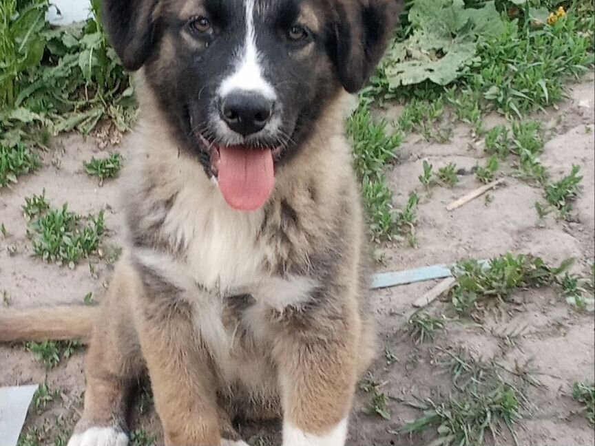 Щенок девочка