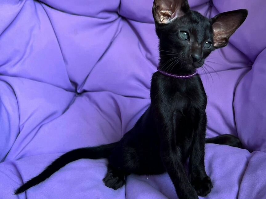 Ориентальные котята экстрим и современный