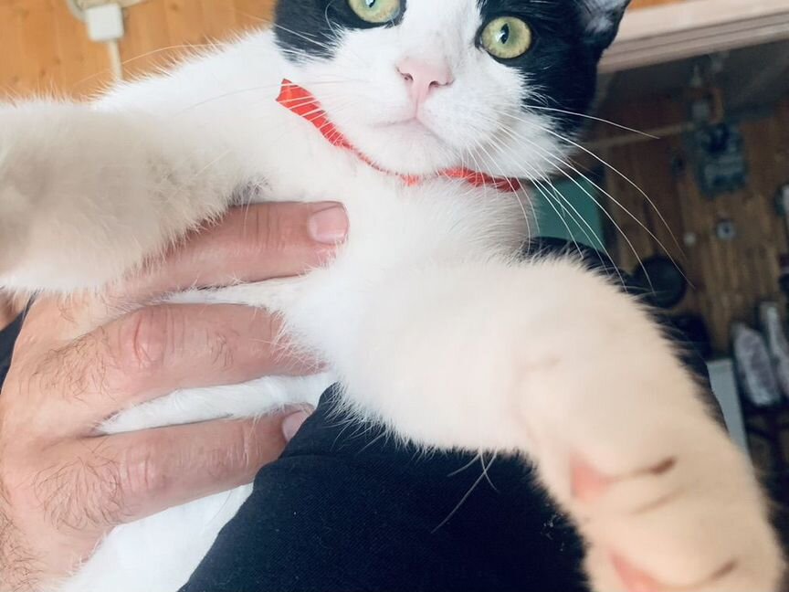 Сирота ищет семью