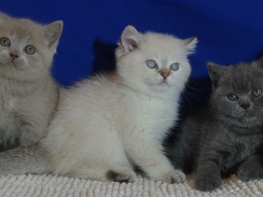 Британские Красивые котята
