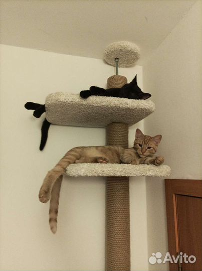 Коты - подростки