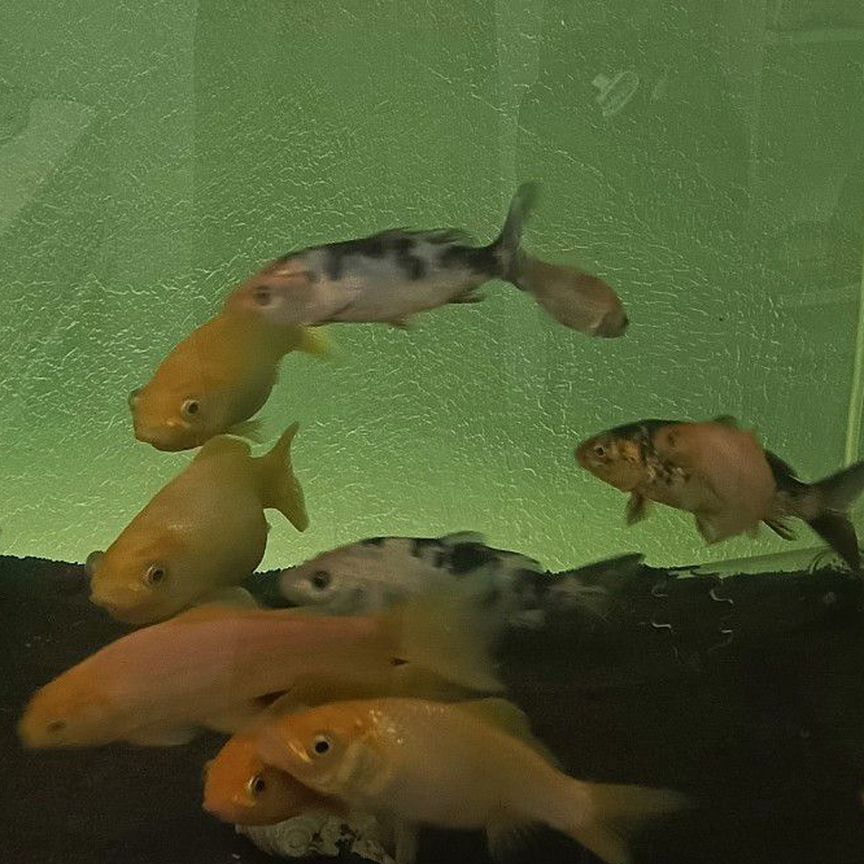 Аквариум 350 литров