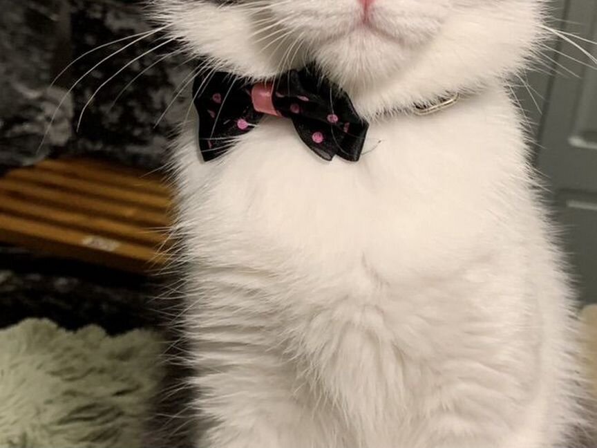 Алиса ищет новую(ого) маму/папу