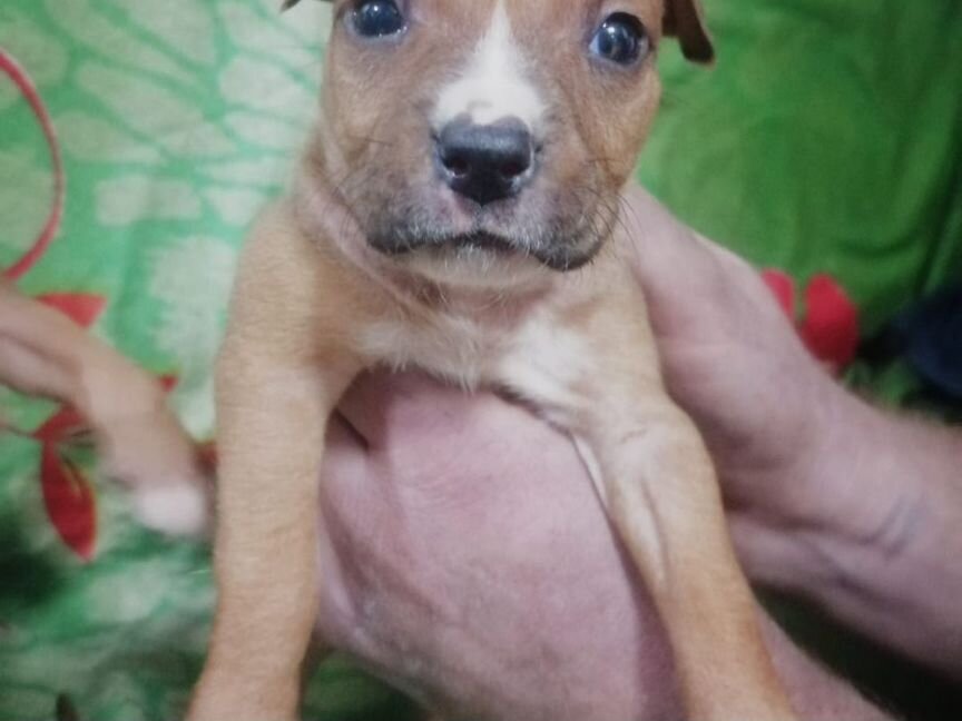 Продам щенят,мама Стаффорд папа питбуль