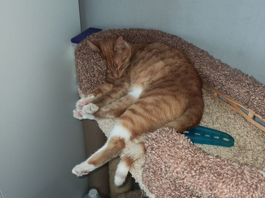 Отдам кота в добрые любящие руки