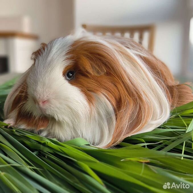 Морская свинка шелти мальчик
