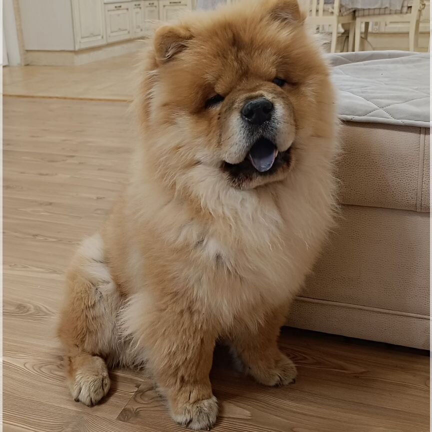 Чау-чау, щенок