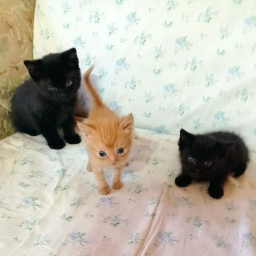 Котята в добрые руки