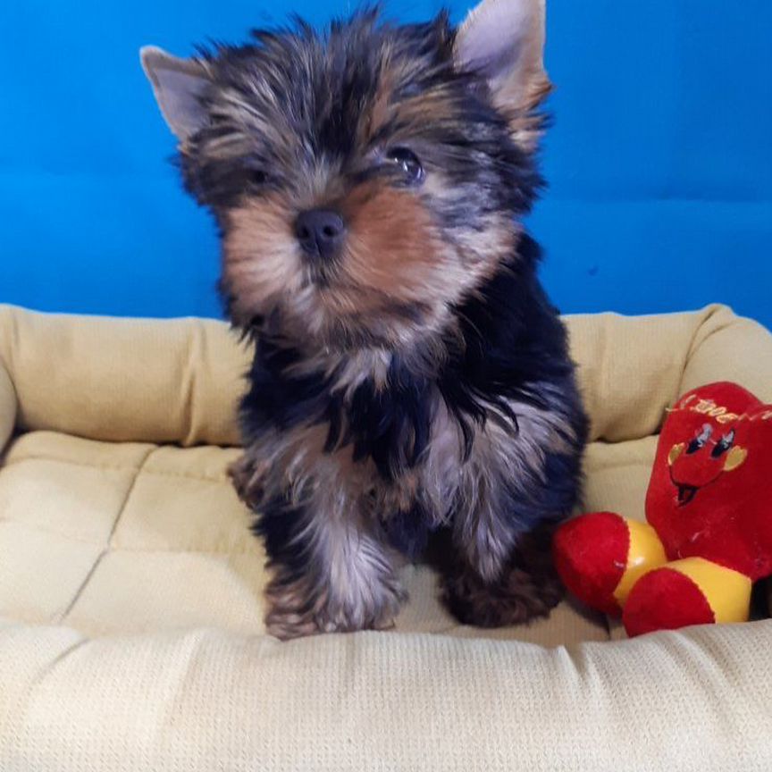 Щенки Йоркширского терьера