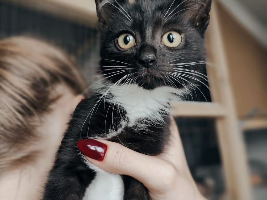 Котенок черно-белый девочка 3 мес в добрые руки