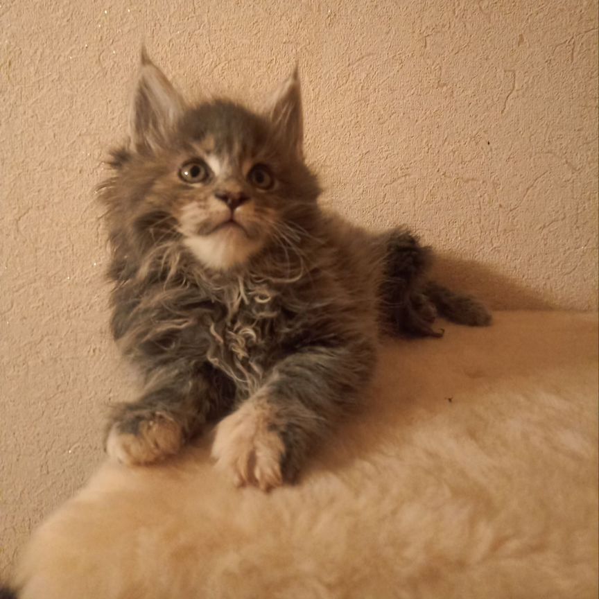 Котята мейн-кун