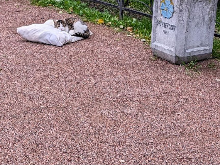 Молодой котик в беде