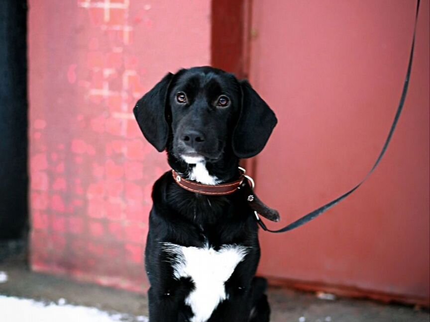 Собака в добрые руки