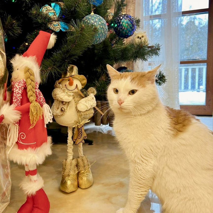 Котик живет у салона красоты в дар