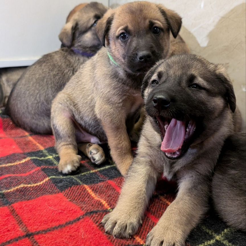 Щенки в добрые руки