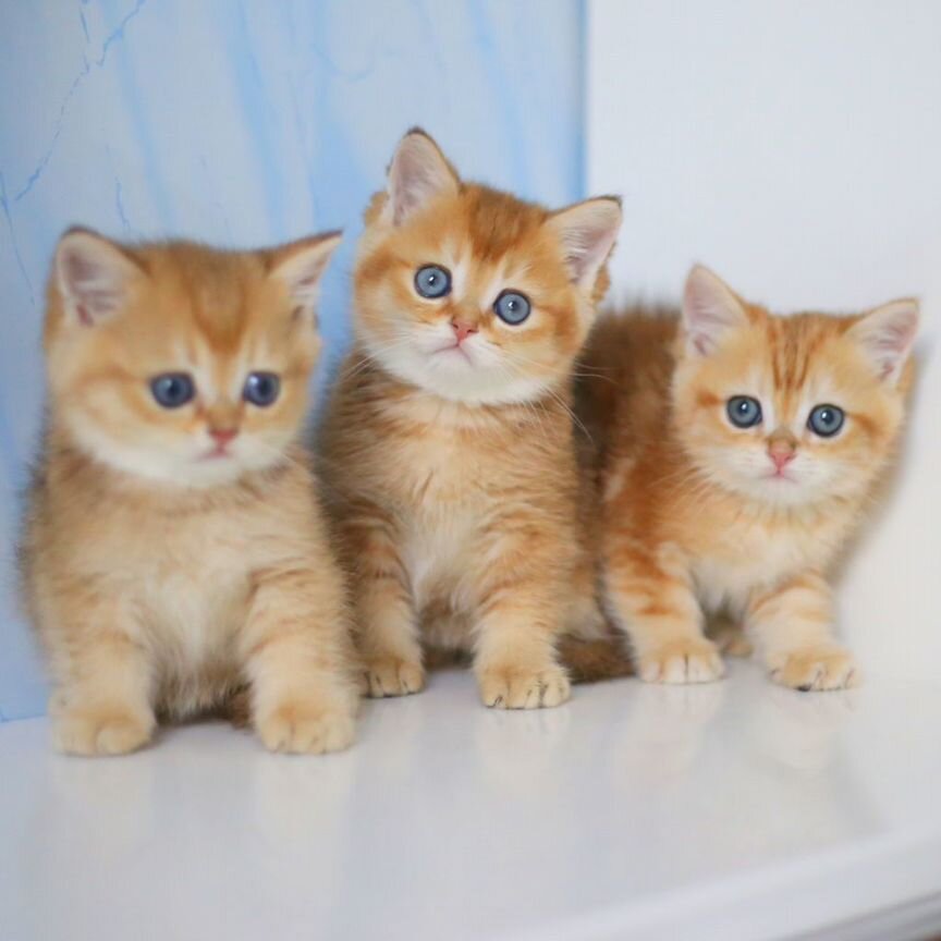 Британские котята золотая шиншилла
