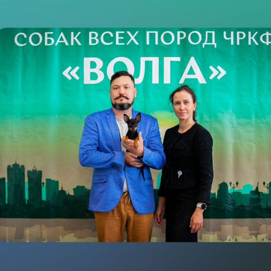 Русский той-терьер, щенок