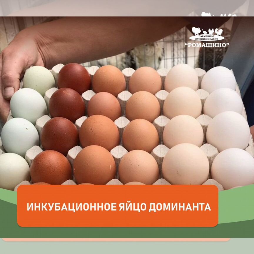 Инкубационное яйцо кур несушек