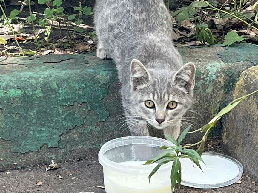 Котенок в дар