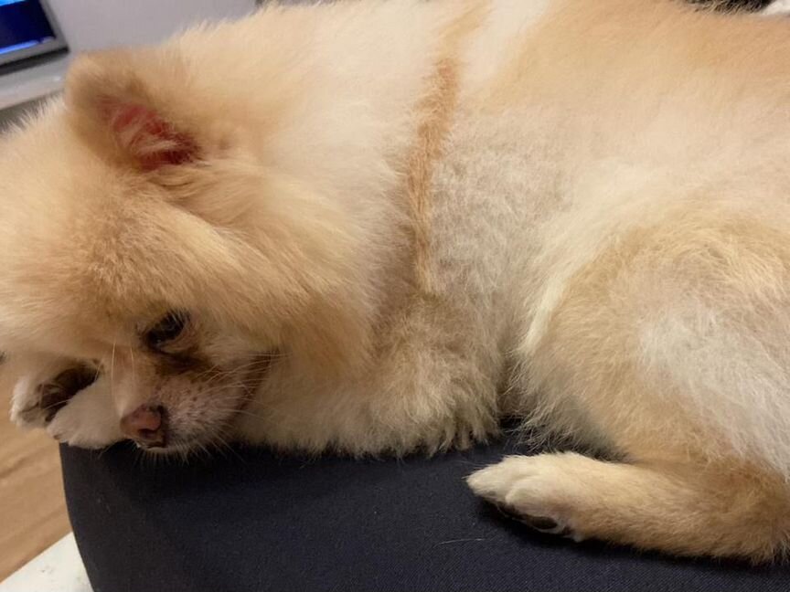 Померанский шпиц