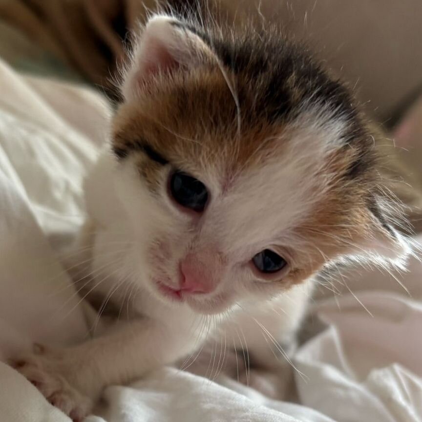 Котёнок в добрые руки