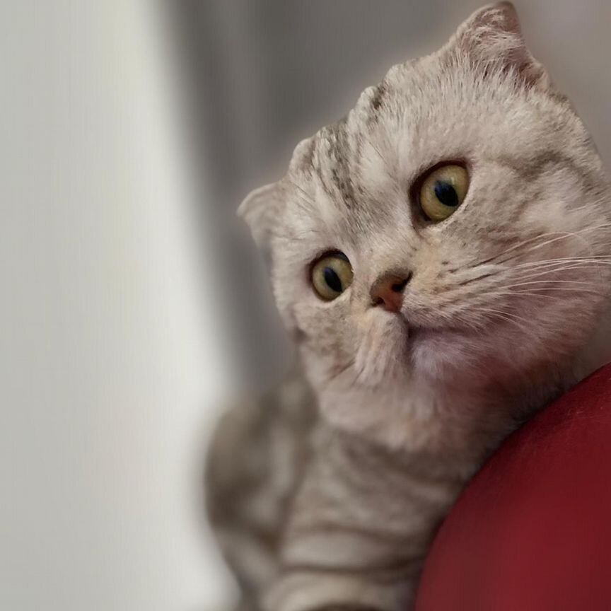 Кот британец редкого окраса