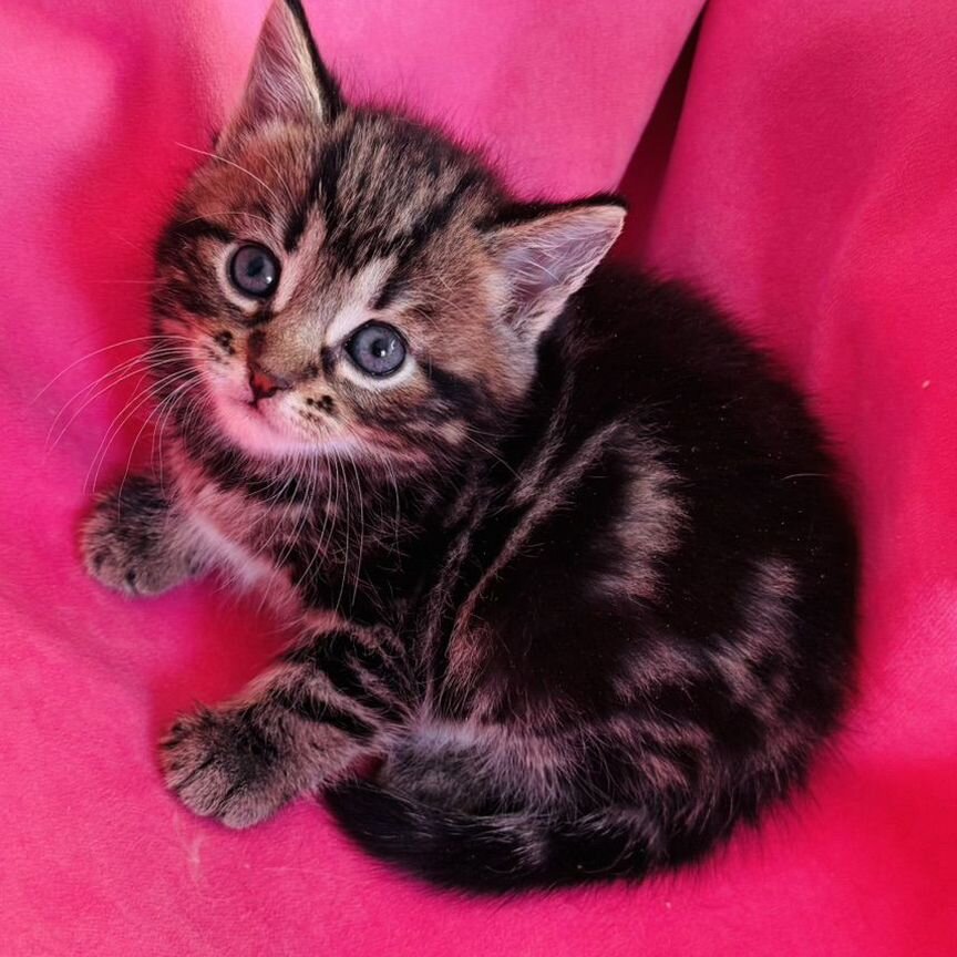 Котёнок в добрые руки