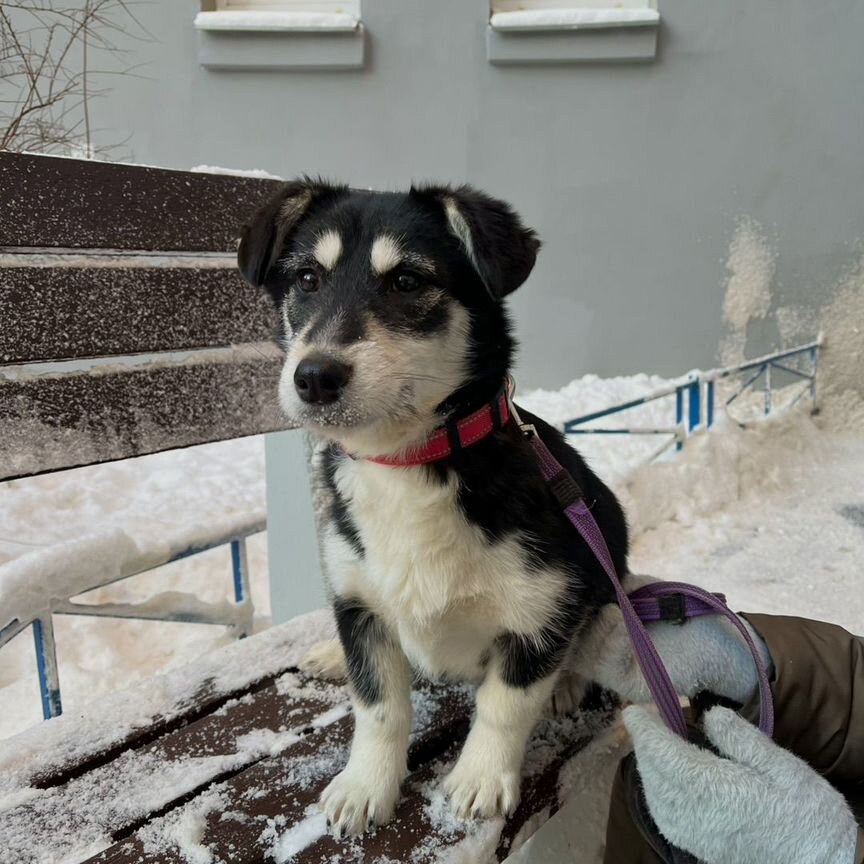 Щенок в добрые руки