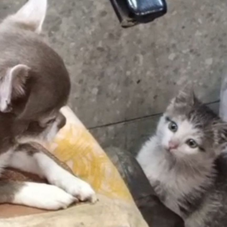 Котёнок в добрые руки