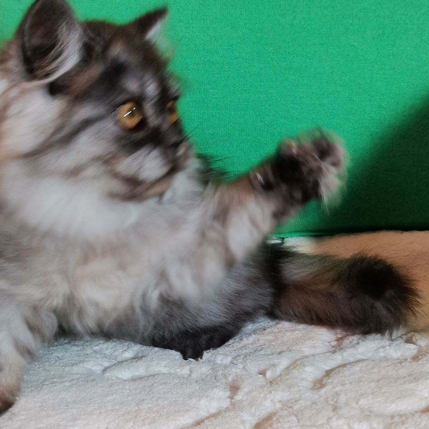 Британка, черный дым