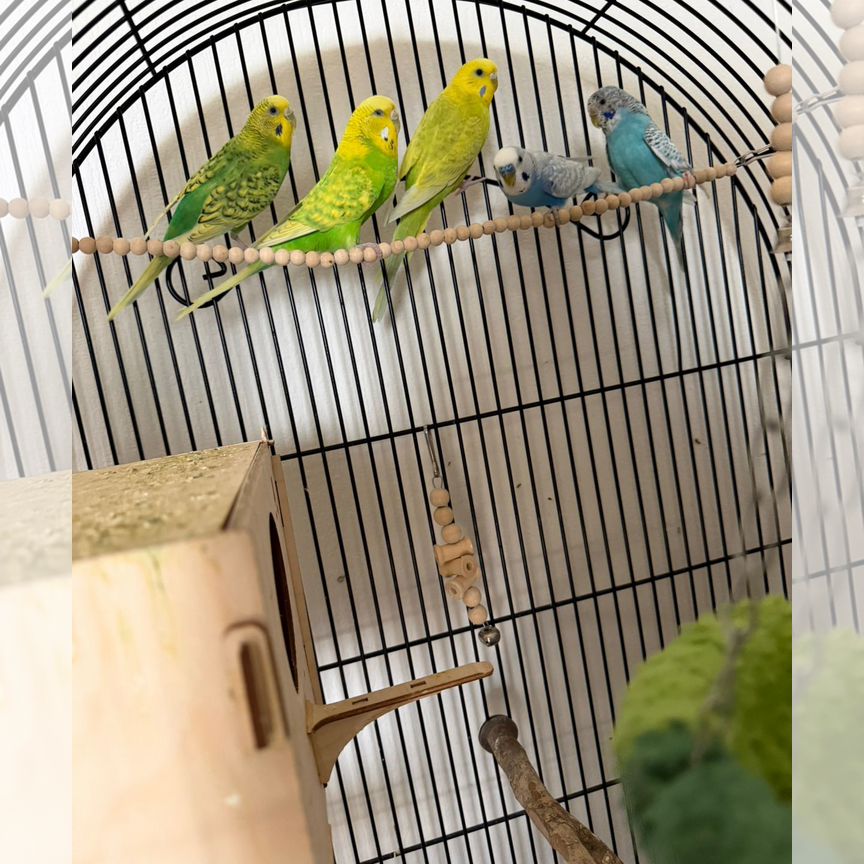 Волнистые попугаи